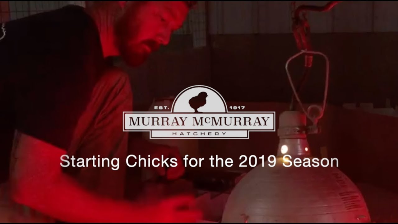 McMurray Hatchery: Starting Our 2019 Flock - YouTube