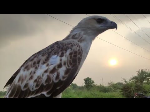 che LM hunting part 2 #ruakruak #predator #dadirosadi #like #sub - YouTube