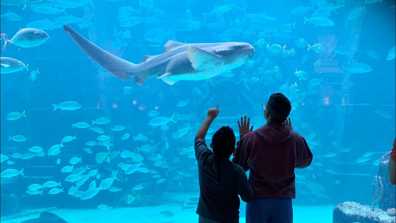 Aarian goes to Bahamas Atlantis Resort Spring Break 2023 - YouTube