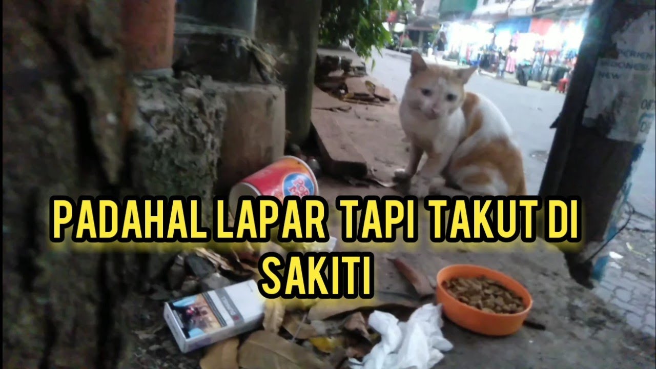 Kucing Pasar Bikin Sedih Hidupnya Terbalut Dengan Ketakut4n | Kucing ...