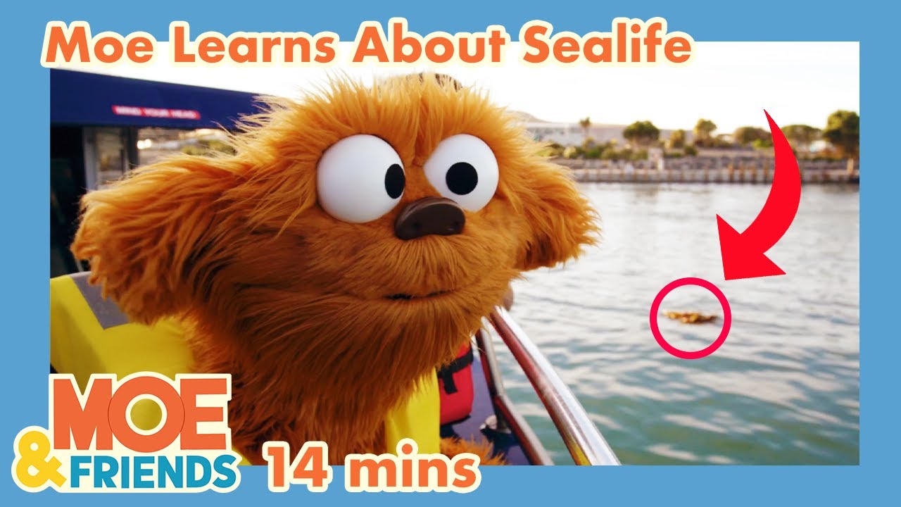 Moe Explores Sea Life | Whales, Rockpools, Octopus, Dolphins + More ...