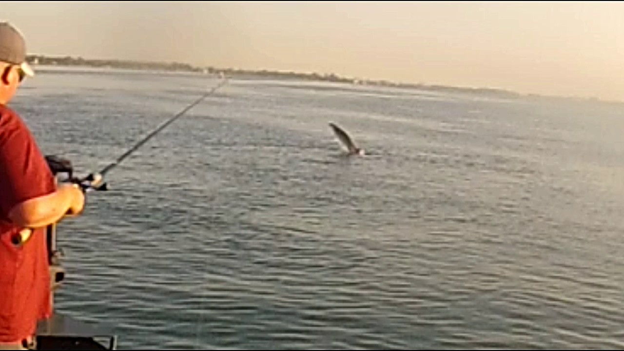 STURGEON JUMP ON DETROIT RIVER - YouTube