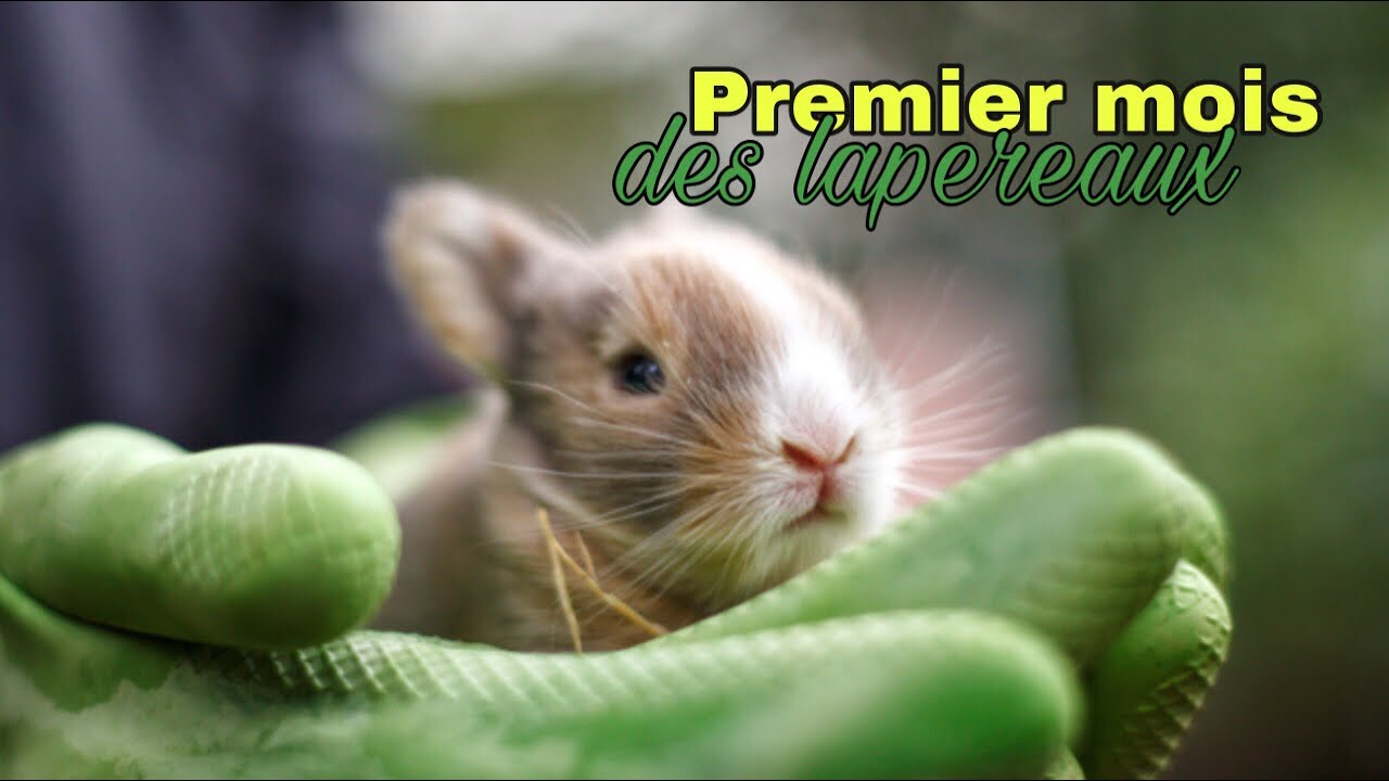 évolution premier mois lapereaux - YouTube
