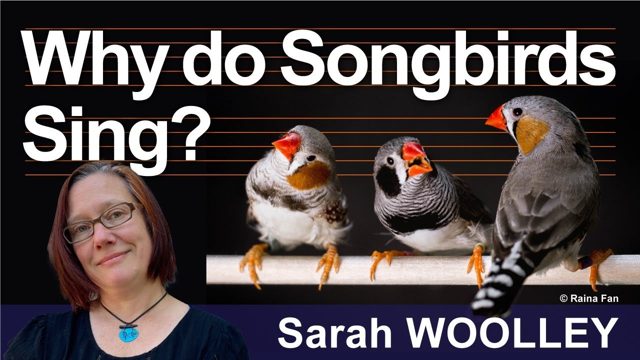 Uncovering the Neural Circuits for Social Bonding in Songbird - YouTube
