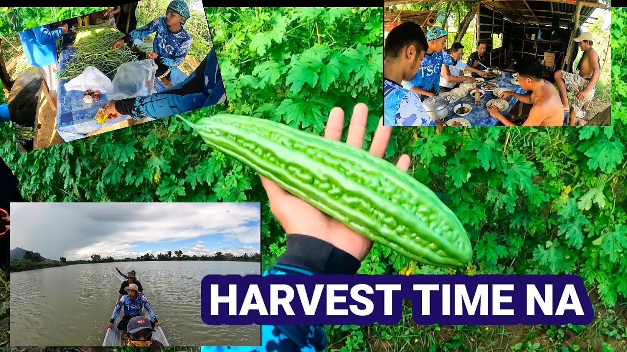 UNANG PITAS SA AMPALAYA HARVEST TIME NA MGA KA HB SAPOL ANG PRESYO ️ ️😍 - YouTube