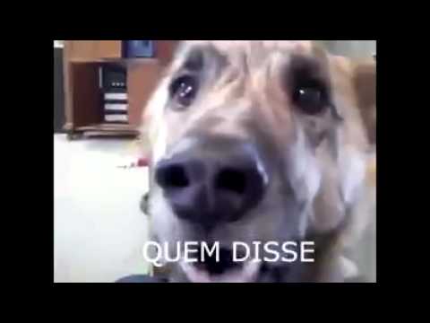 Chupa cachorro deu bem no meio