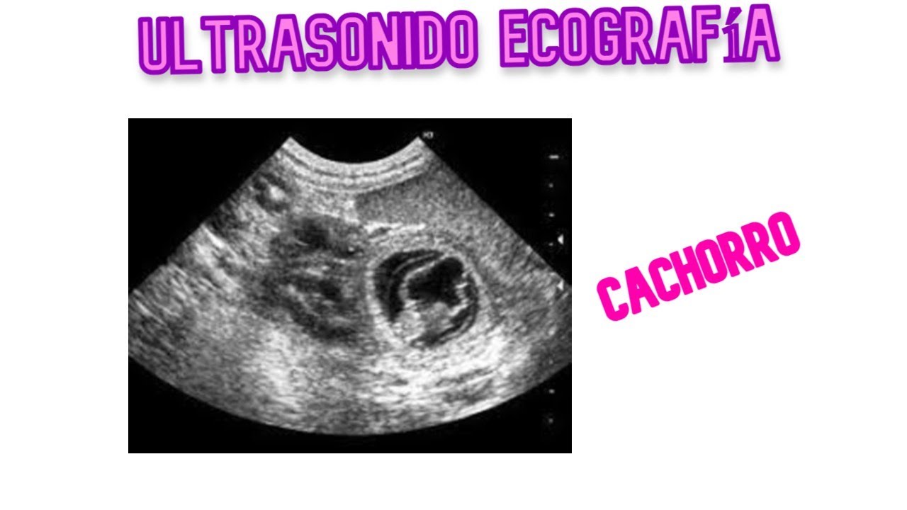 Confirmar embarazo de perra con ultrasonido - YouTube