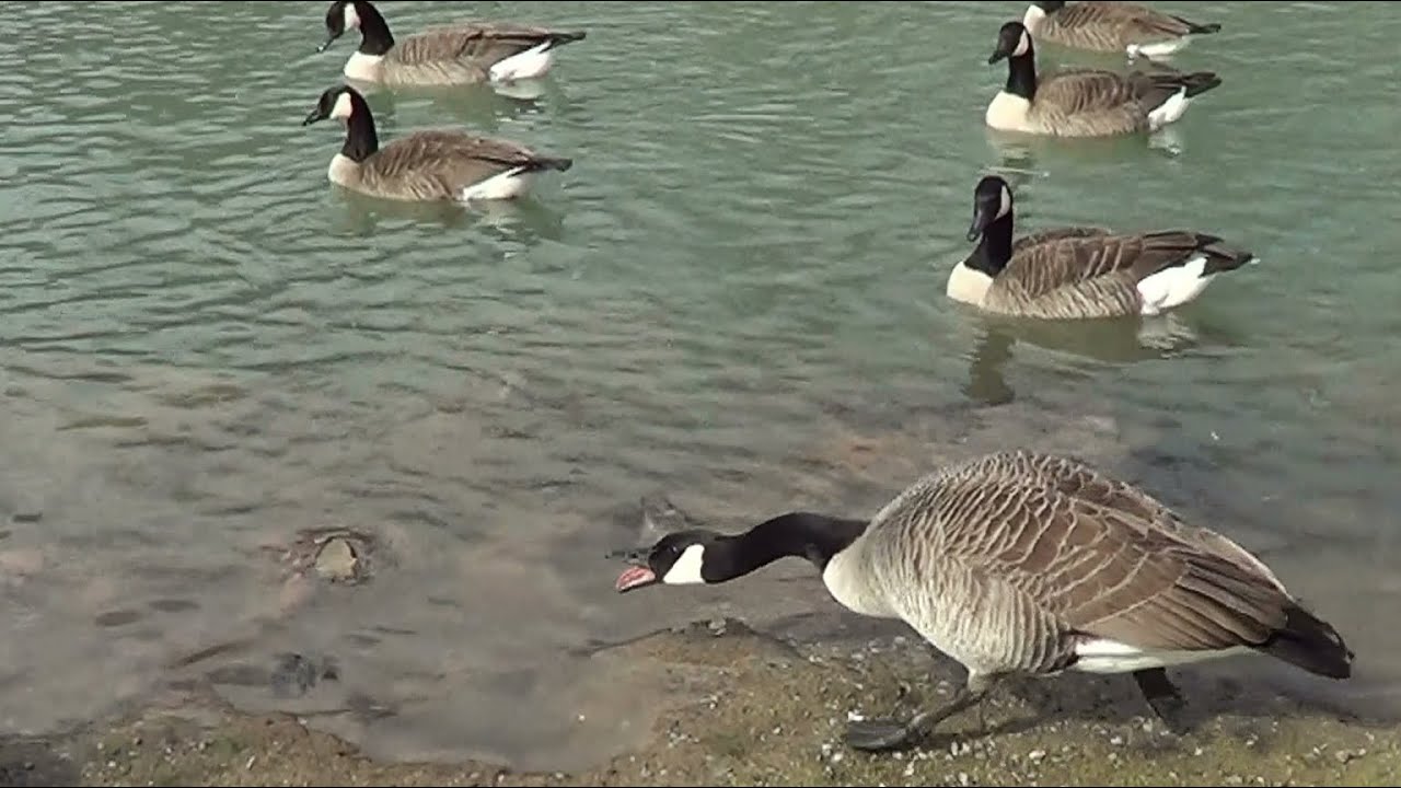 Canada Goose Playground Bully - YouTube