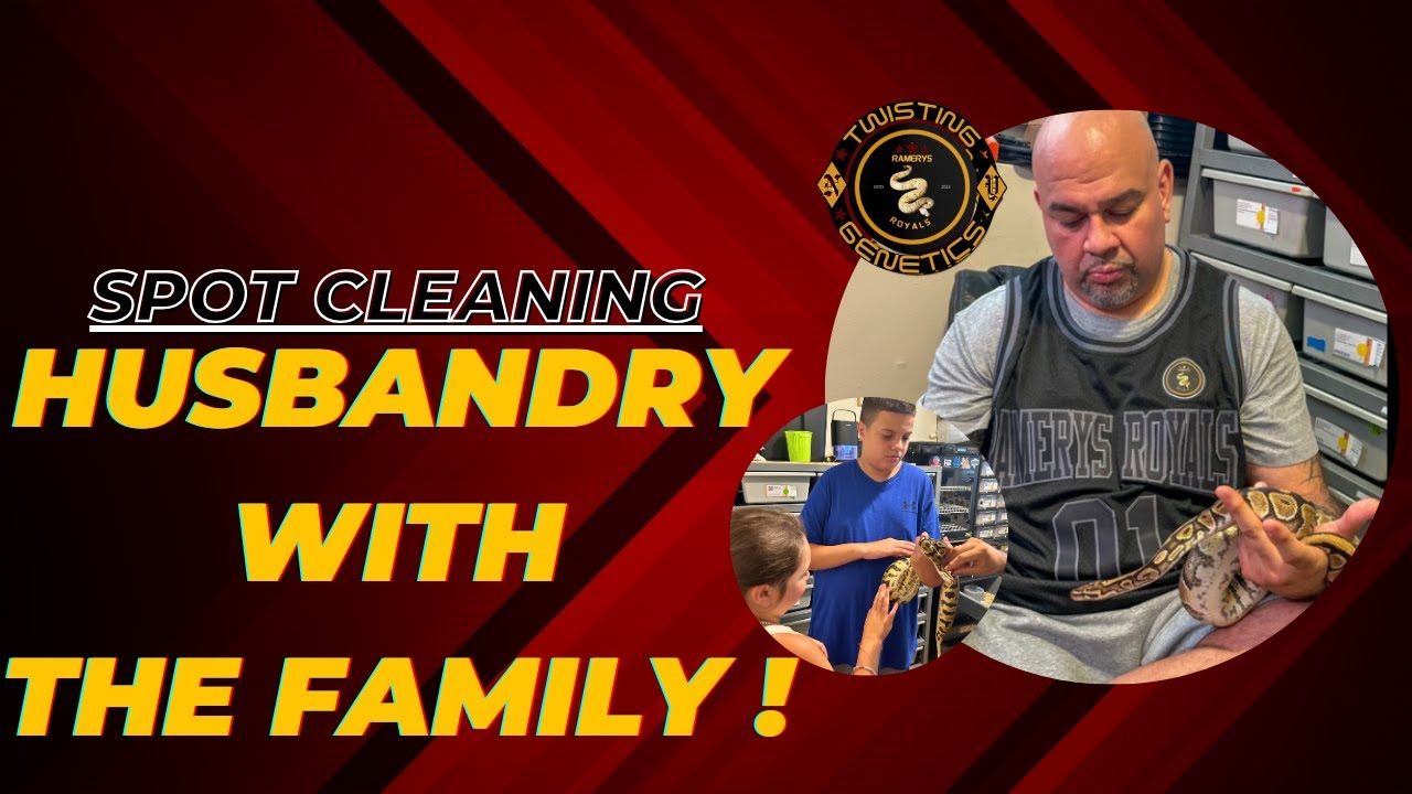 Husbandry with Ramerys Royals / Spot Cleaning's / Ball Pythons # ...