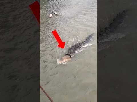 TERKENAL SEDUNIA‼️BUAYA BERKALUNG BAN DI PALU‼️#shorts