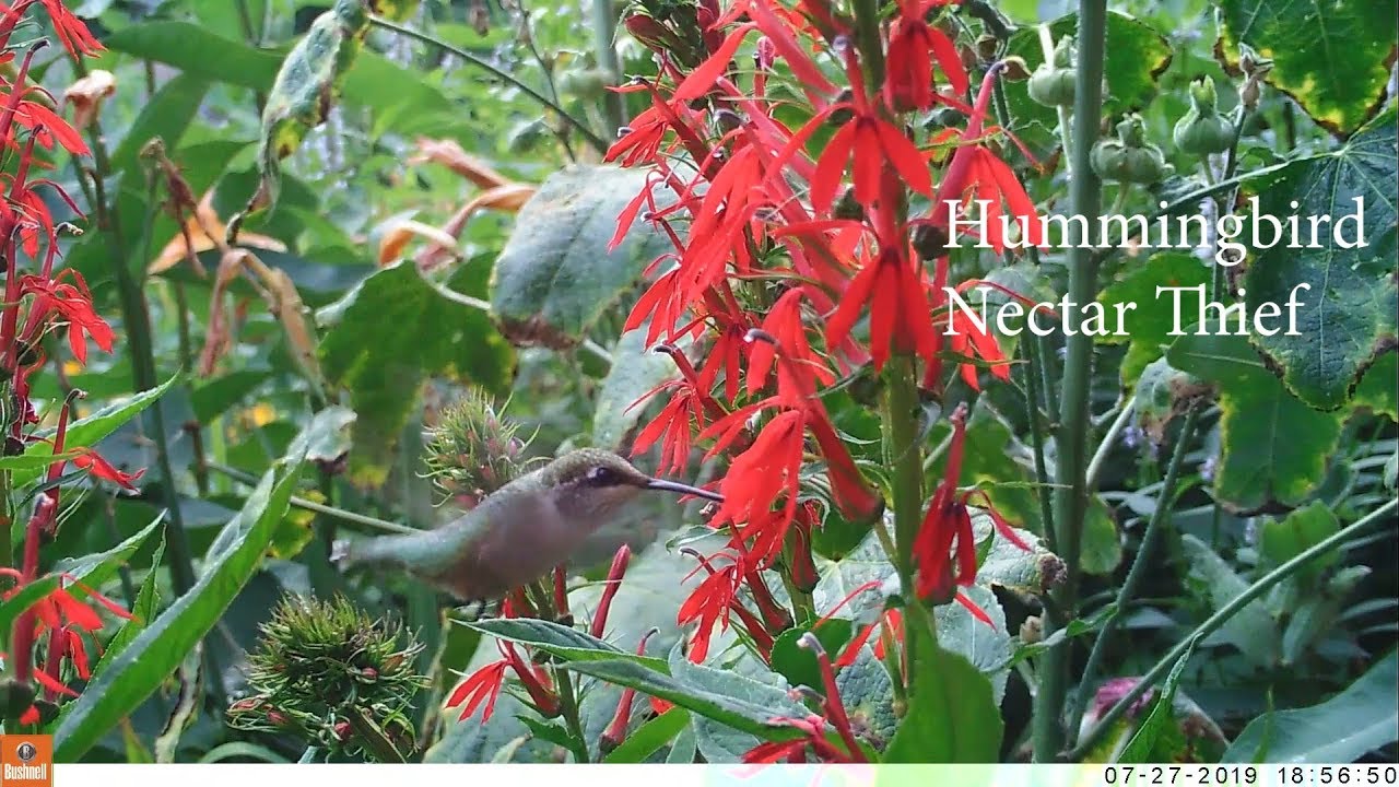 Hummingbird Nectar Thief at Cardinal Flower - YouTube