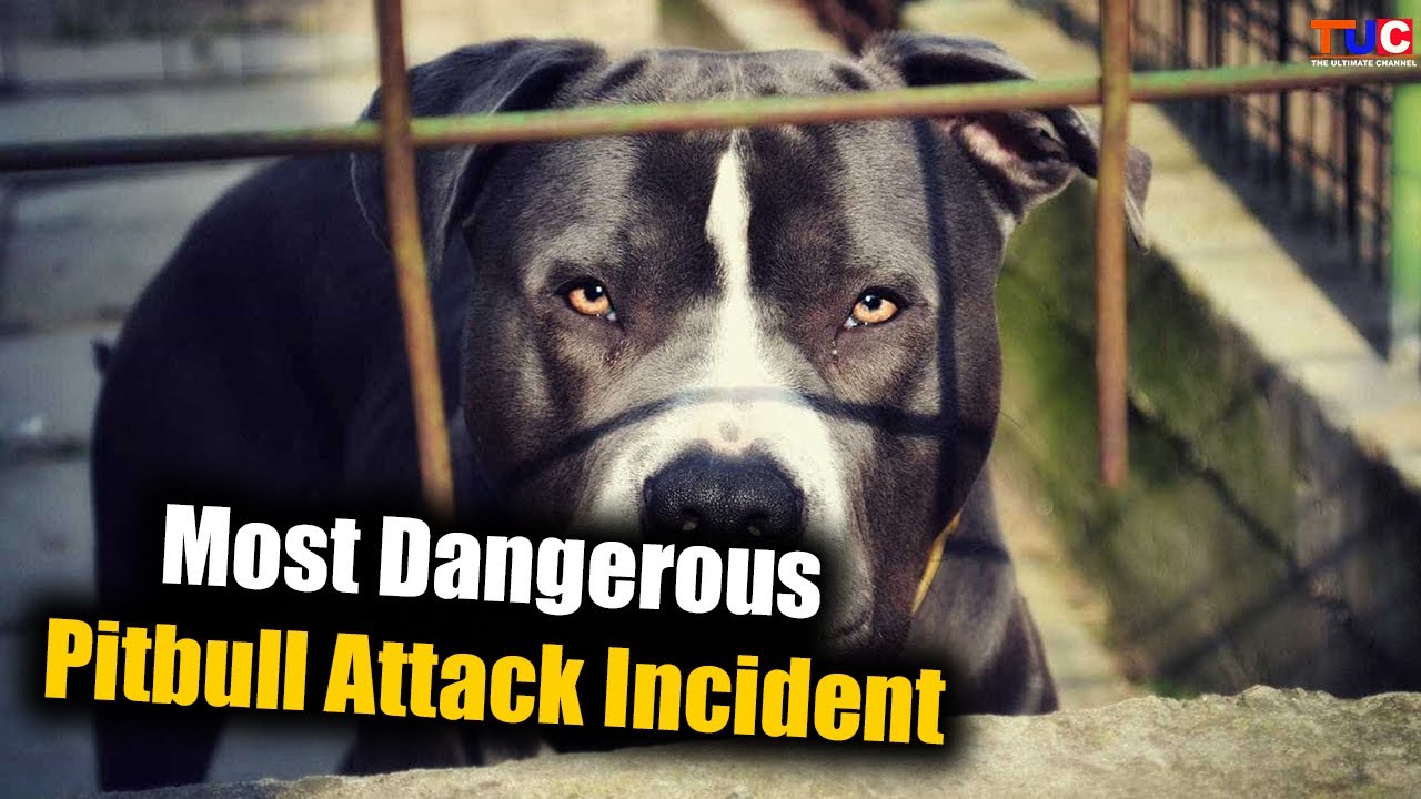 Pitbull Terrier Attack