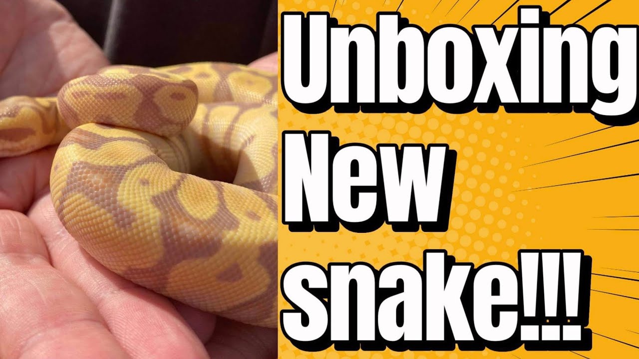 Unboxing a baby ball python :) - YouTube