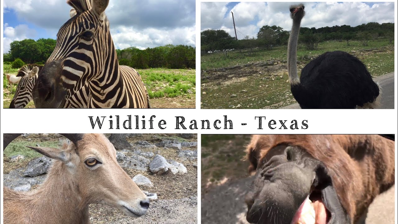 TEXAS - Natural Bridge Wildlife Ranch - San Antonio - YouTube