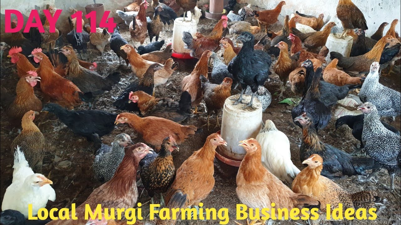 Local Murgi Farming Business Ideas l लोकेल मुरगी बिज़नेस आईडियास l দেশি ...