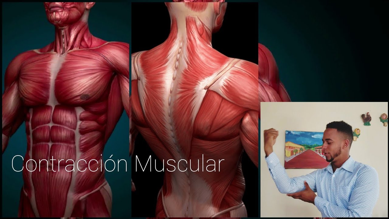 Cómo funciona la Contracción Muscular - YouTube