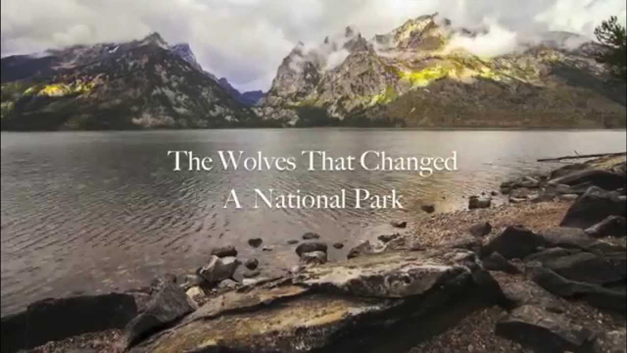 The Wolves That Changed Rivers - YouTube