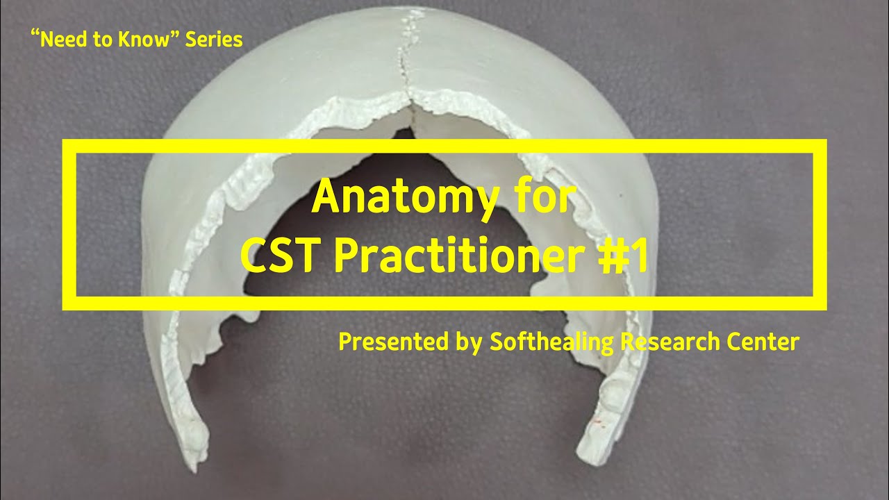 CST 치유사를 위한 필수 해부학 #1 Anatomy for CST Practitioner #1 (SCALP) - YouTube