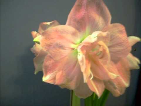 Amaryllis Rozetta Hippeastrum - YouTube
