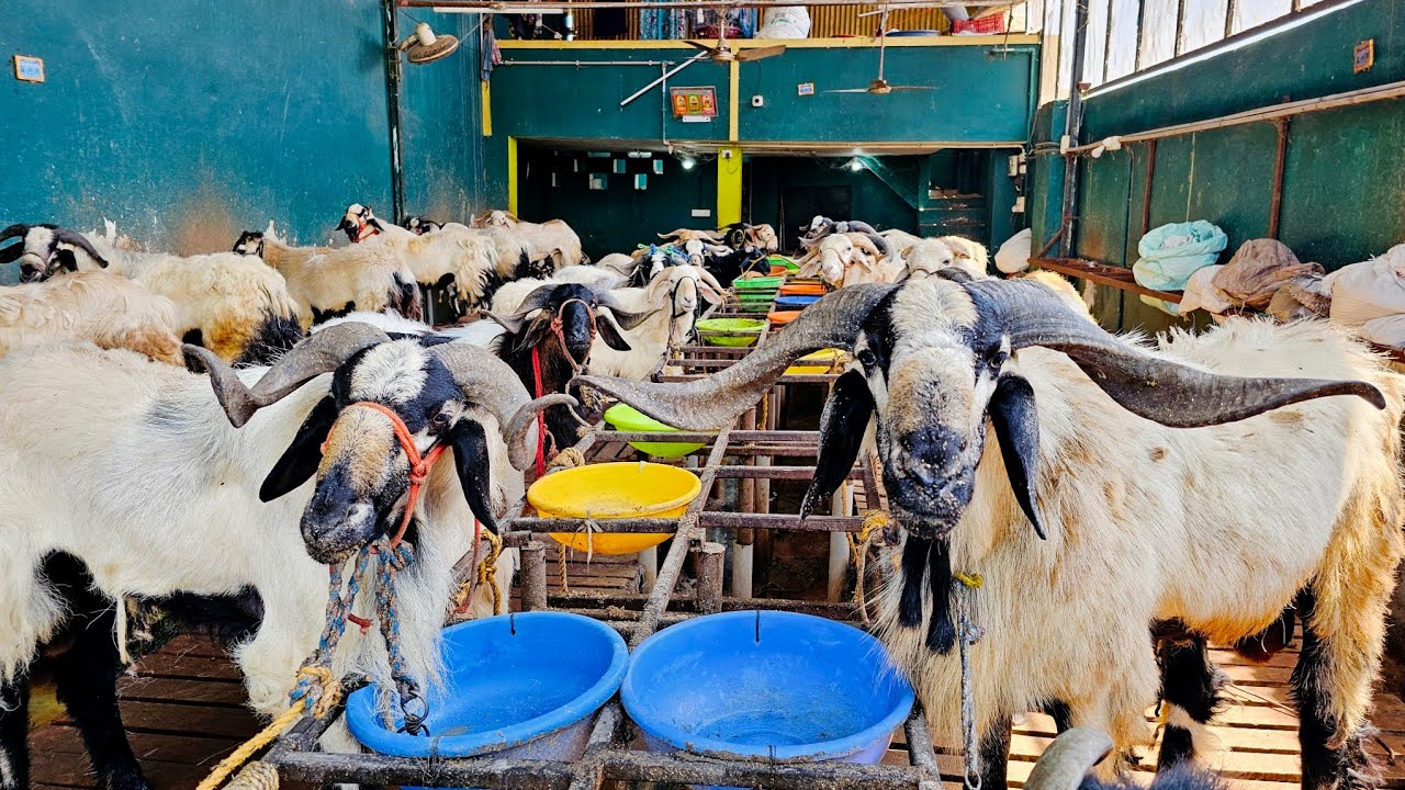 KAH SHEEP FARM HEAVY SIZE NELLORE JUDIPI SHEEPS COLLECTIONS - YouTube