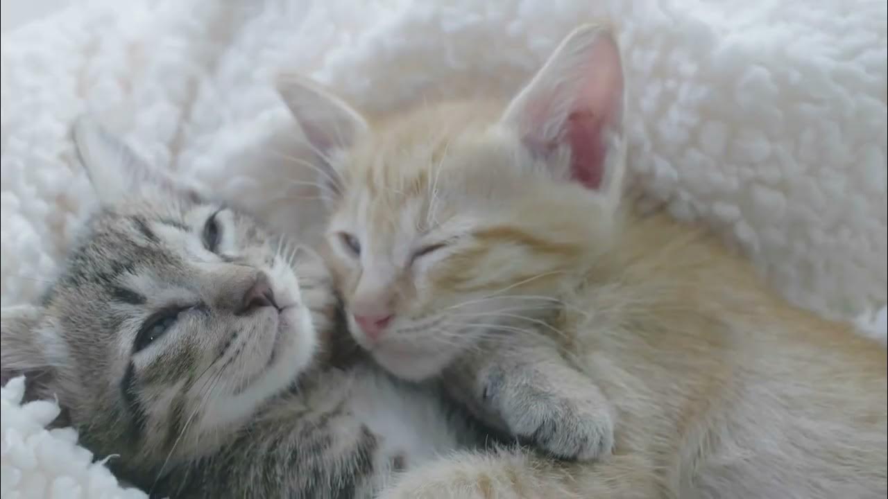 Two lazy cats who eat and sleep all day #cats - YouTube