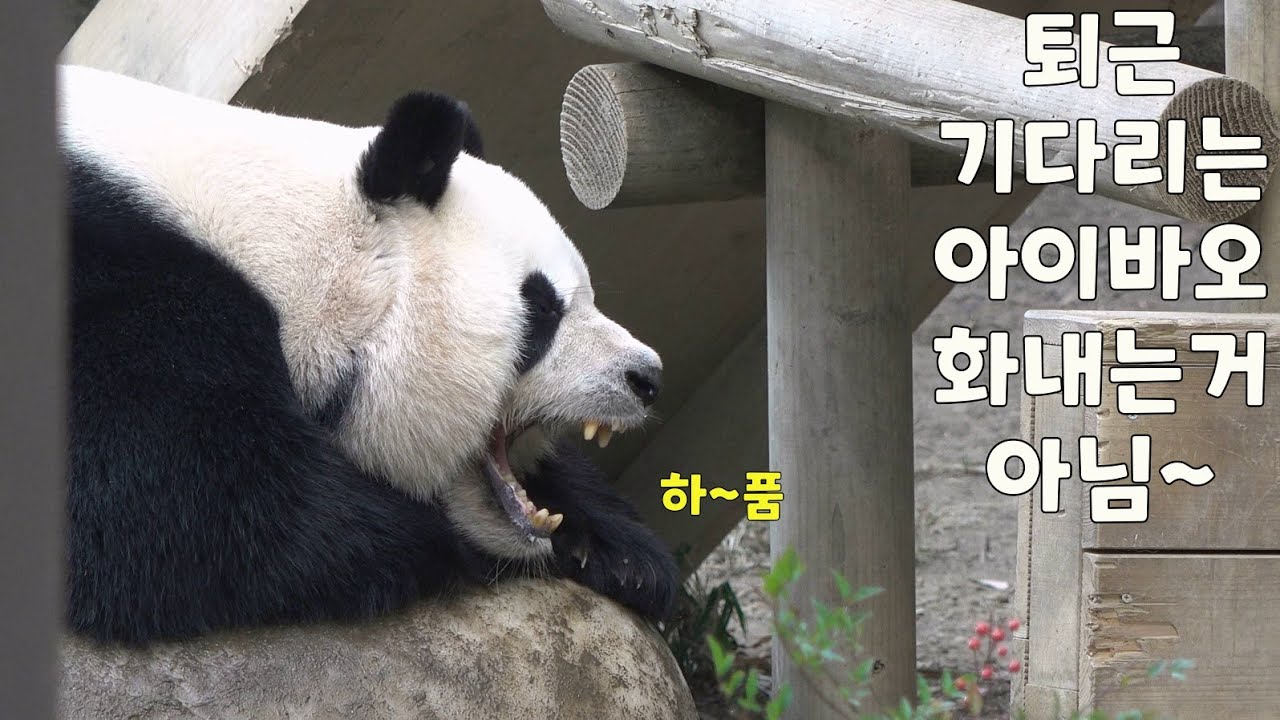 에버랜드 판다 맛있게 대나무 먹으면서 퇴근문 열리나 체크하는 아이바오~ 문 안열리니까 얼음 바위에 엎드려 문열리기 기다리는 착한 아이바오 Youtube
