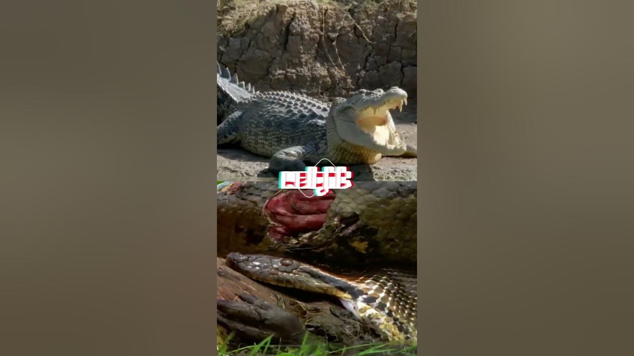 saltwater crocodile vs green anaconda#saltwatercrocodile#greenanaconda# ...