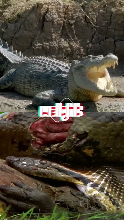 saltwater crocodile vs green anaconda#saltwatercrocodile#greenanaconda# ...