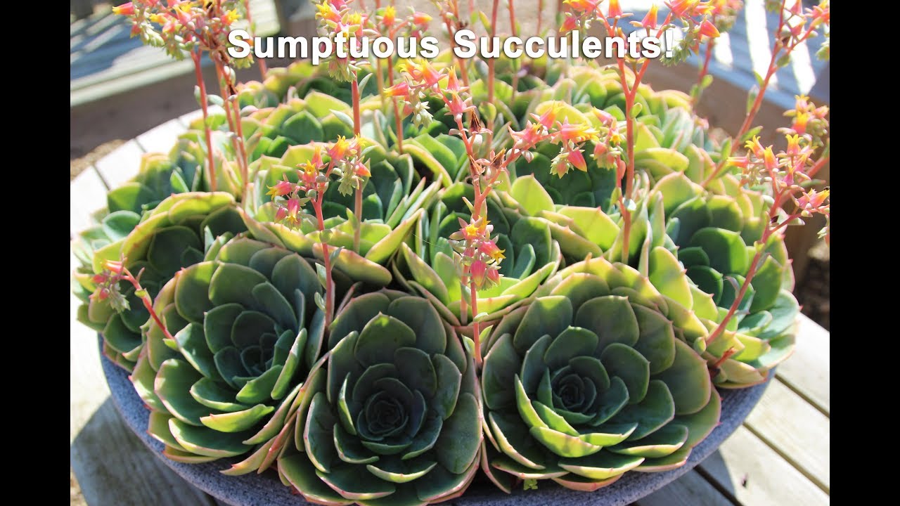 Get Gardening: Sumptuous Succulents - YouTube
