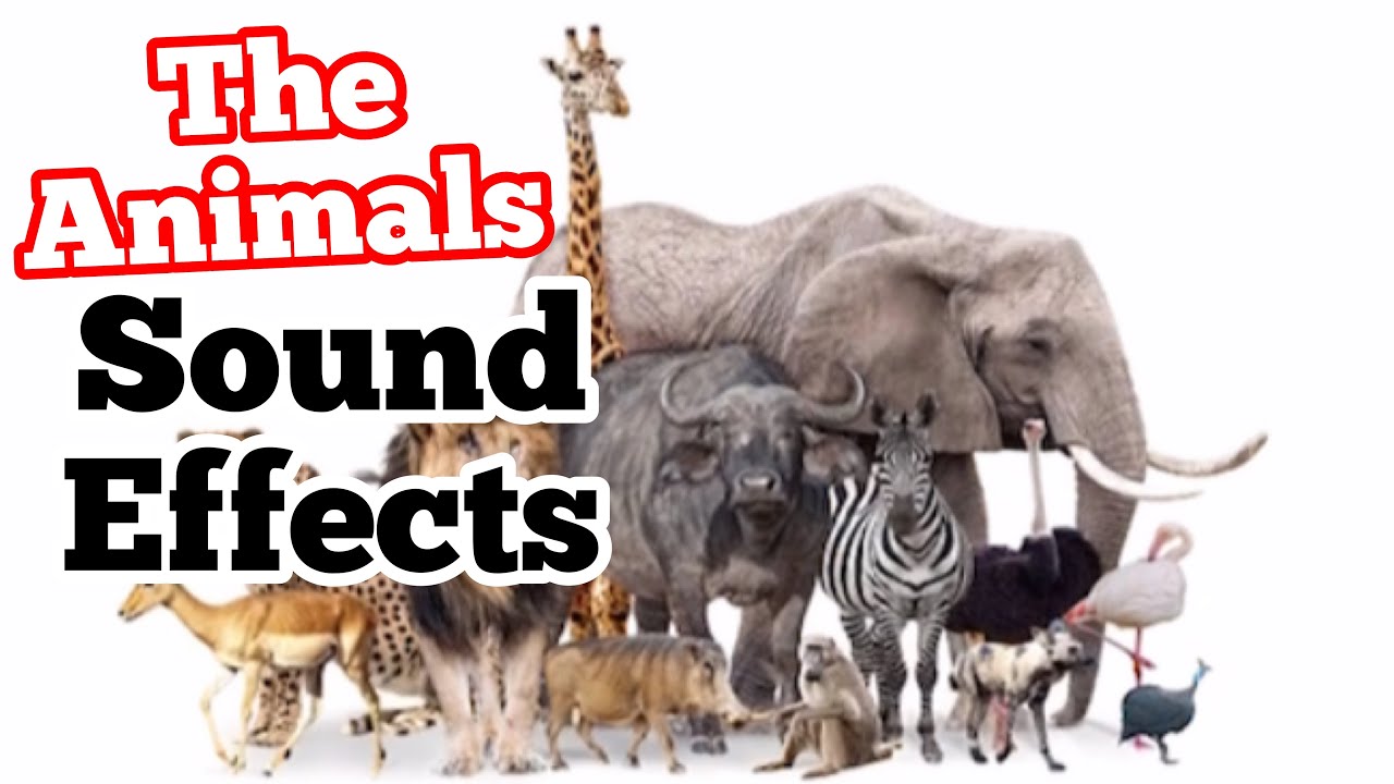 THE ANIMALS SOUND EFFECTS - YouTube