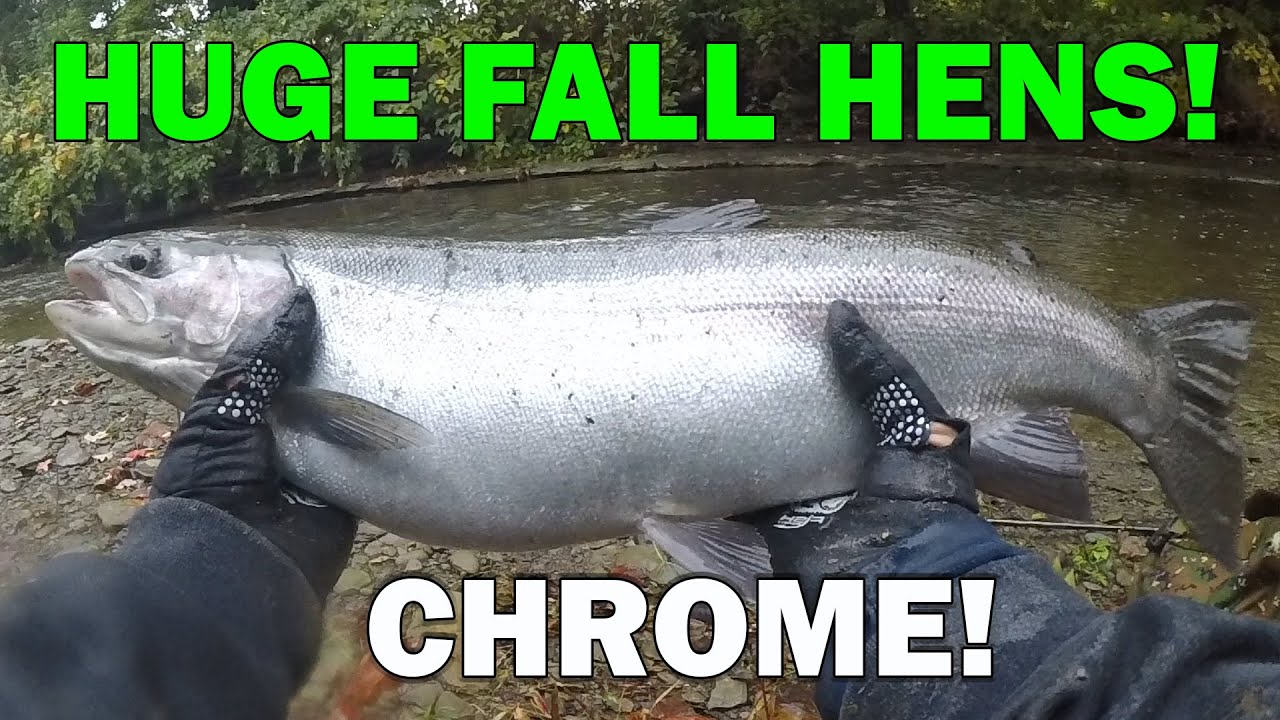 Before the goons! I caught crazy huge steelhead!!! - YouTube