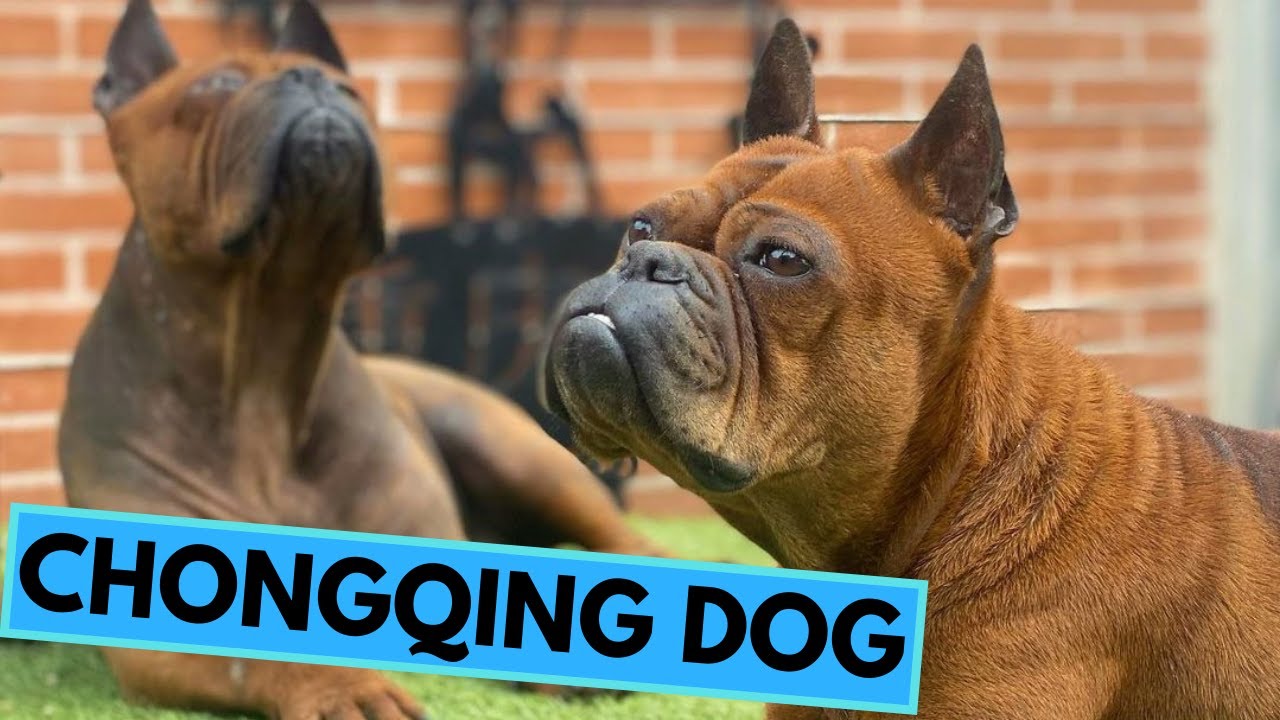 Chinese Chongqing Dog - TOP 10 Interesting Facts - YouTube