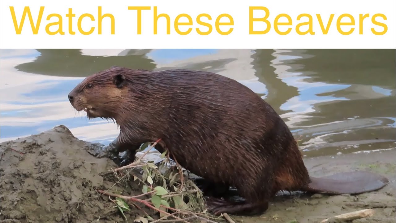 Beavers Gotta Beave … Video Clips of Interesting Beaver Behaviour - YouTube