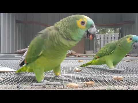 Blue-fronted Amazon Parrots eating peanuts - YouTube