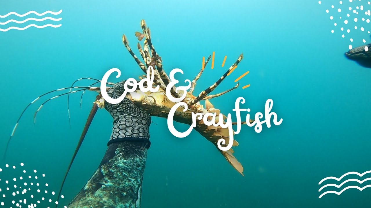 Spearfishing!! Catching Crays & Cod Moreton Bay Queensland - YouTube
