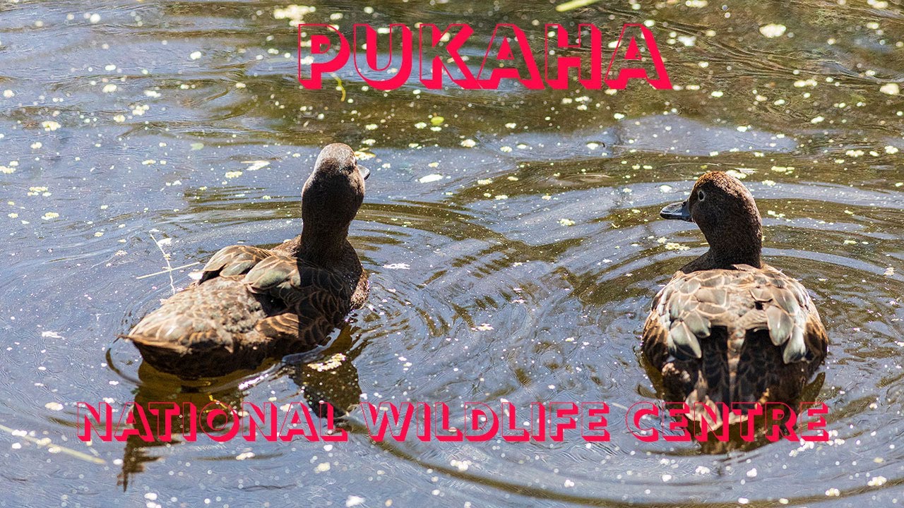 Camera Visit to Pukaha National Wildlife Centre, Tony McKeage ...