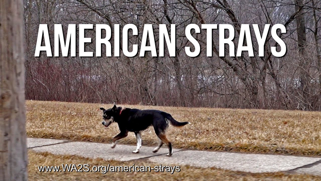 DAWG Finds More Dead Dogs In Detroit's Rouge Park - YouTube