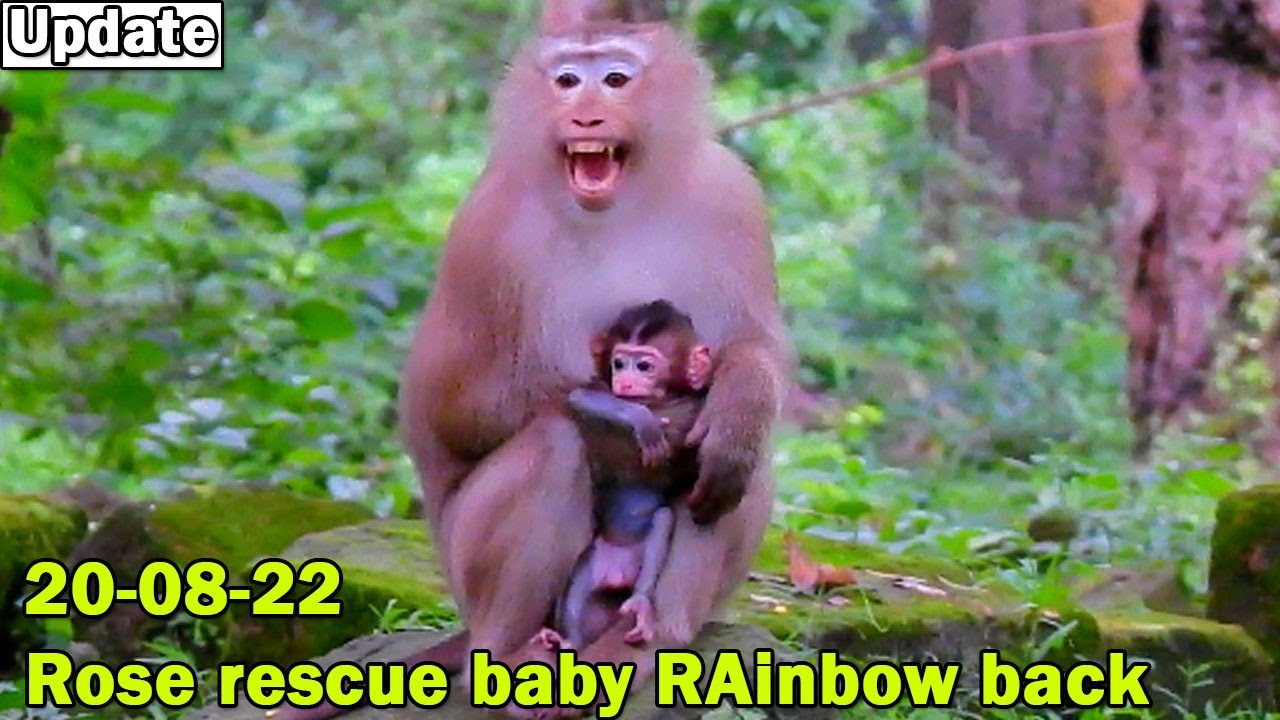 Hot news! Big congrats monkey Rose rescue her baby Rainbow back till ...
