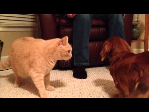 Cat Attacks Dog - YouTube