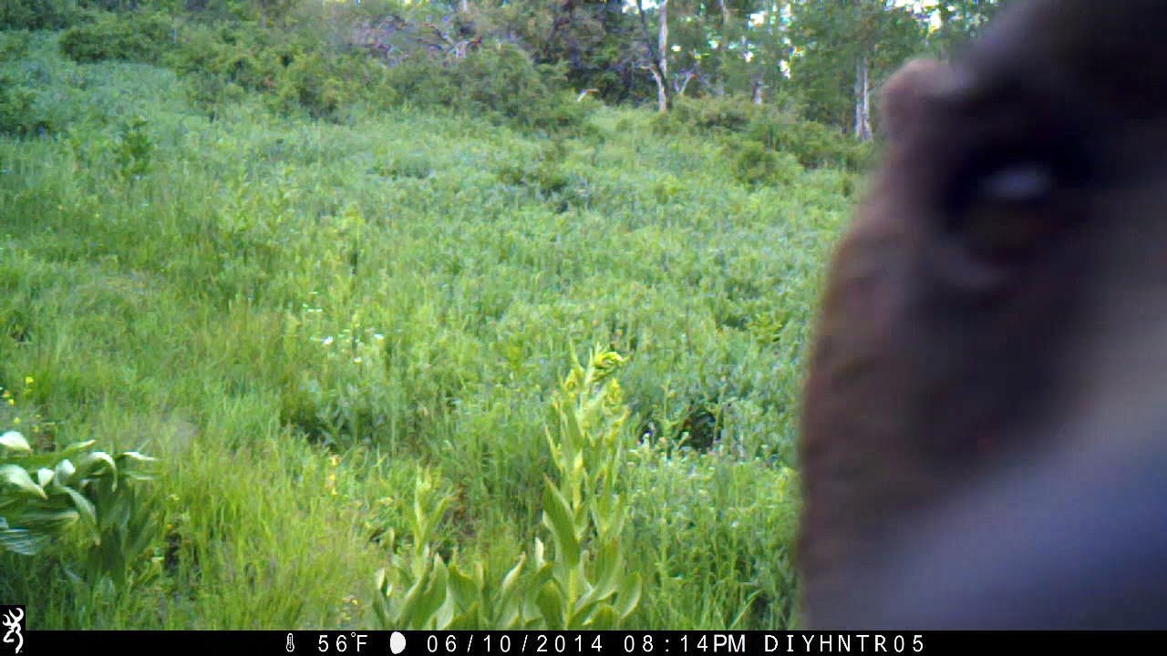 Black Bears Attacking Browning Recon Force Trail Cameras - YouTube