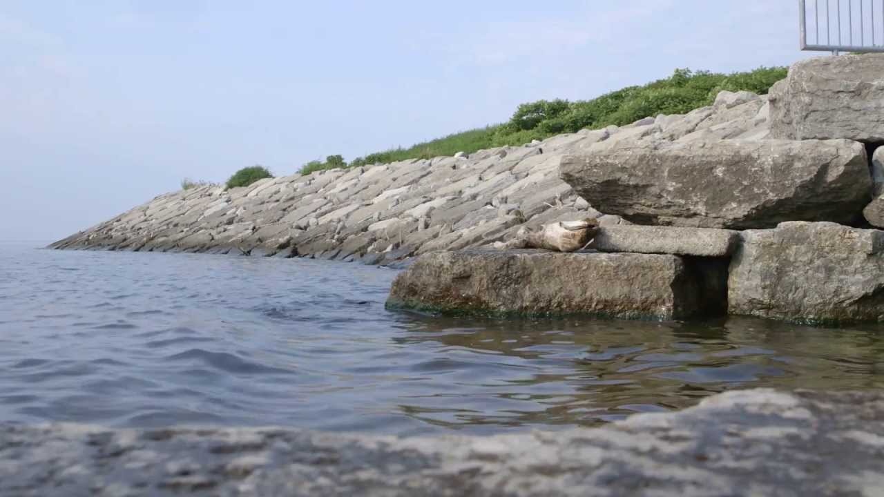 The Official Opening of Port Union Waterfront Park Phase 2 - YouTube