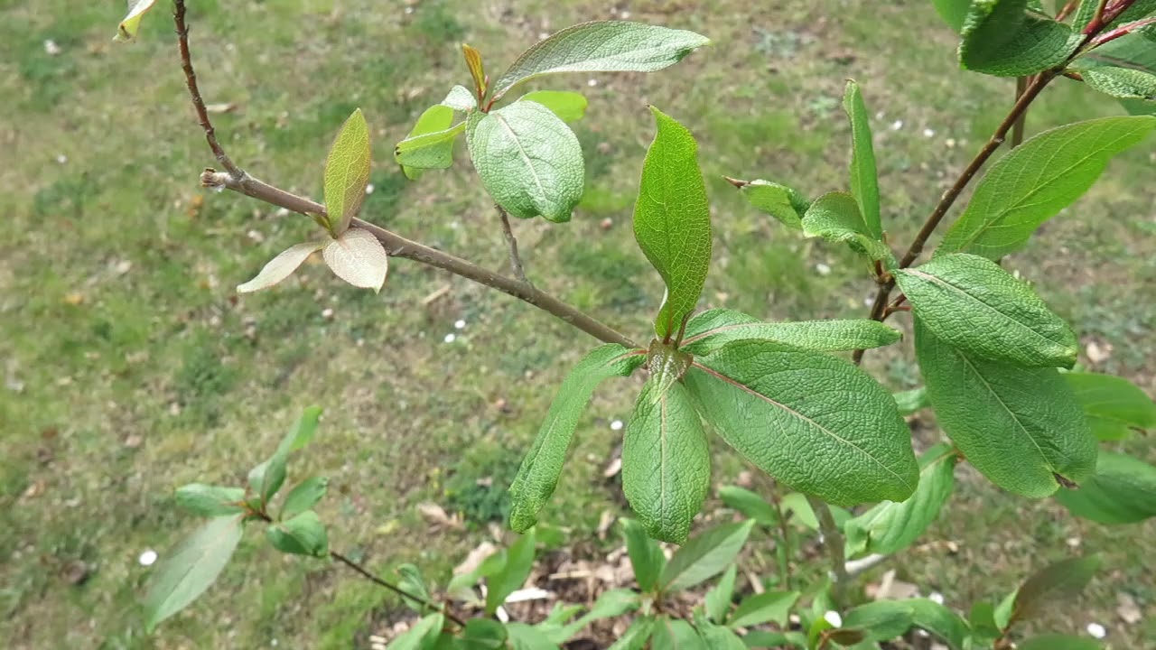 Populus koreana topol korejský - YouTube