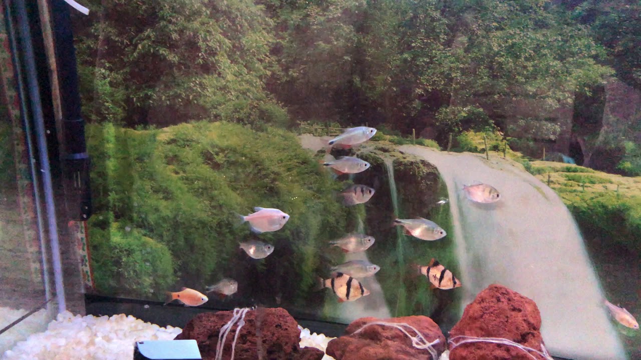 Tamil Aquarium Tetra’s, Zebra Fish - YouTube