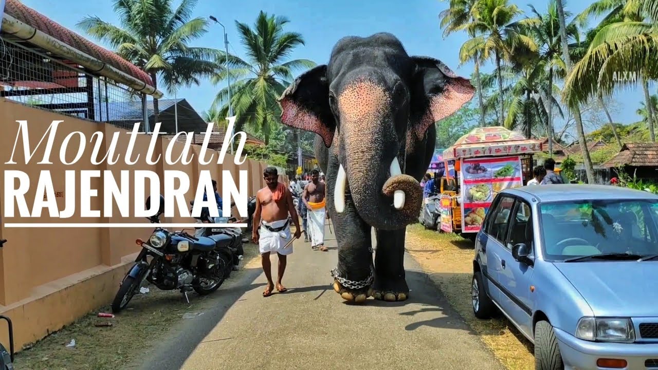 ആൻഡമാനിൽ പിറന്ന ആന ചന്തം | Mouttath Rajendran Kerala Elephant - YouTube