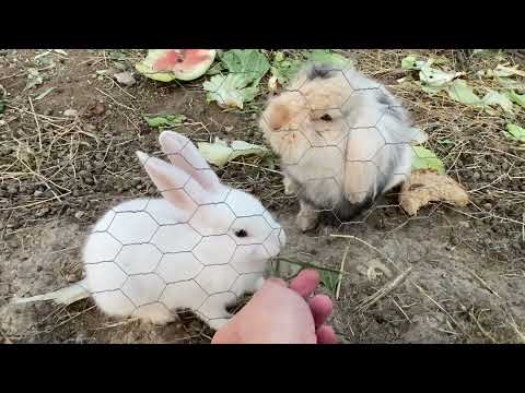 Doğacak Yavrularına Yuva Hazırlayan Anne Tavşanımız I Tavşan Nasıl Yuva Yapar?