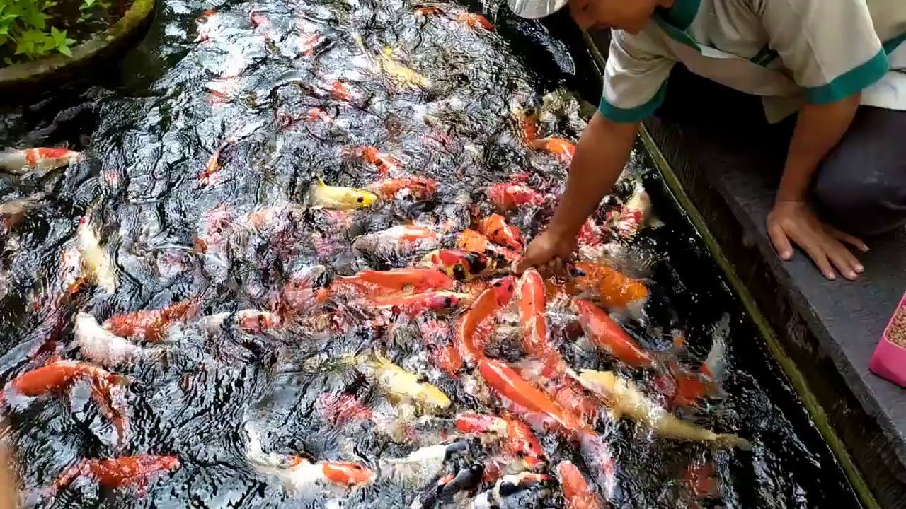 Begini Cara Memberi Makan Ratusan Ikan Koi - YouTube