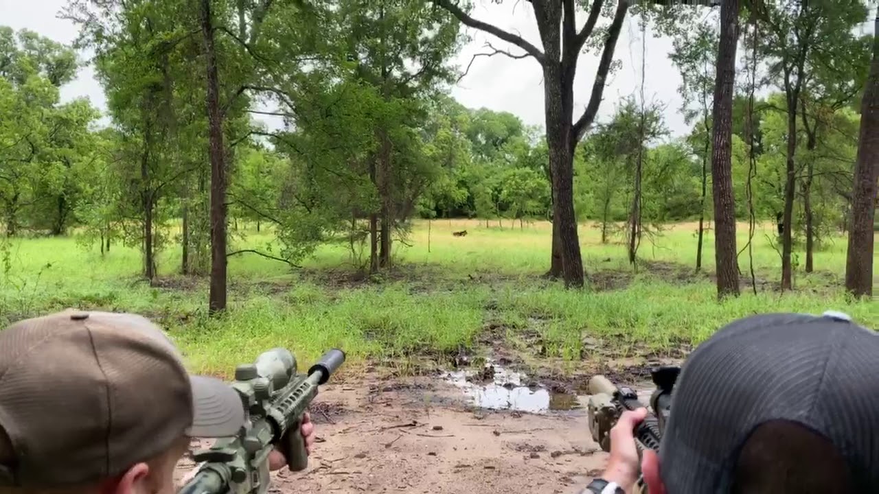 Pig calling - YouTube