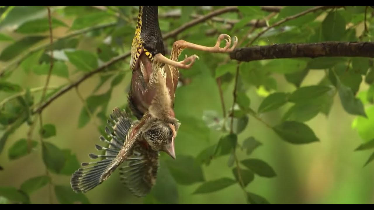 A mother bird fights with a snake to protect her chick - YouTube