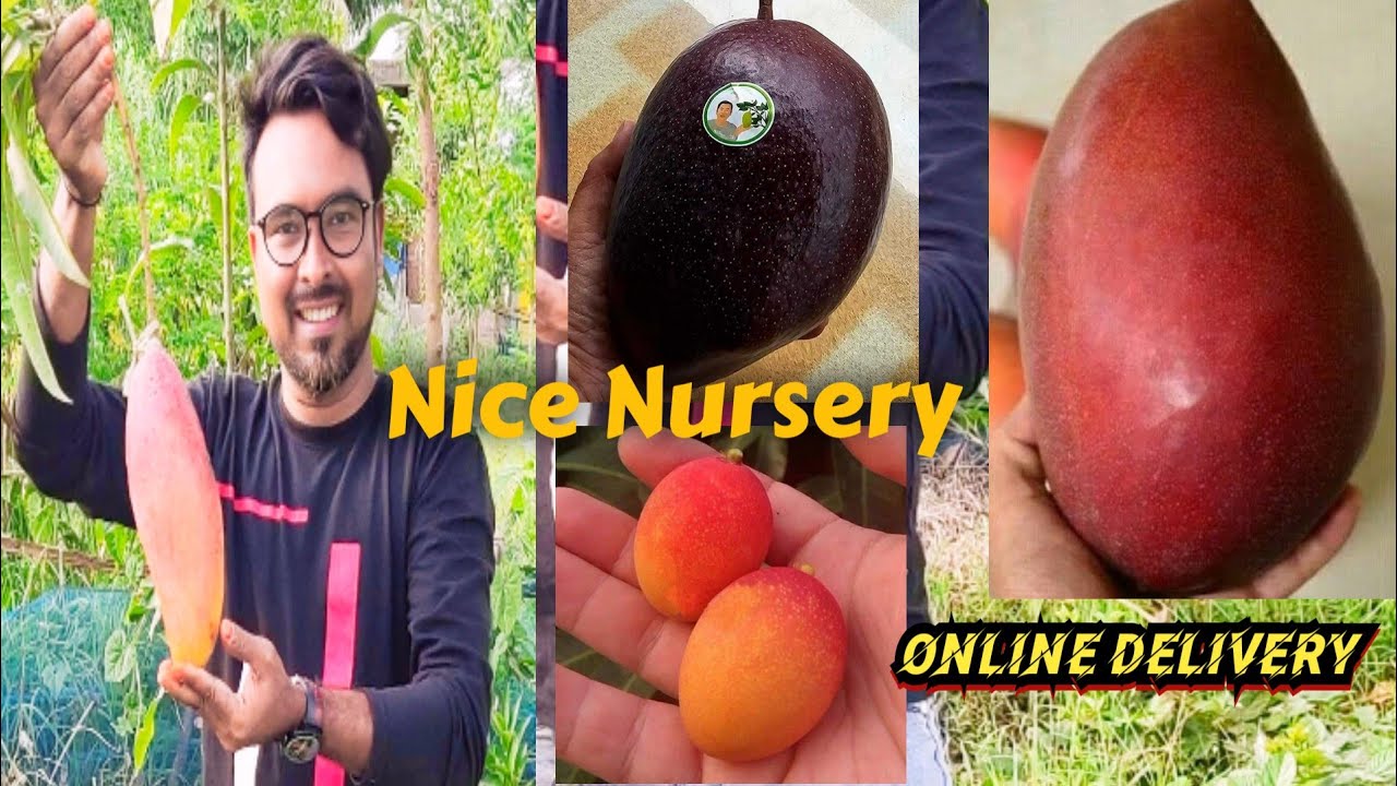 how to Sal Lin Mango Mather Plants | All Mango Mather Trees # ...
