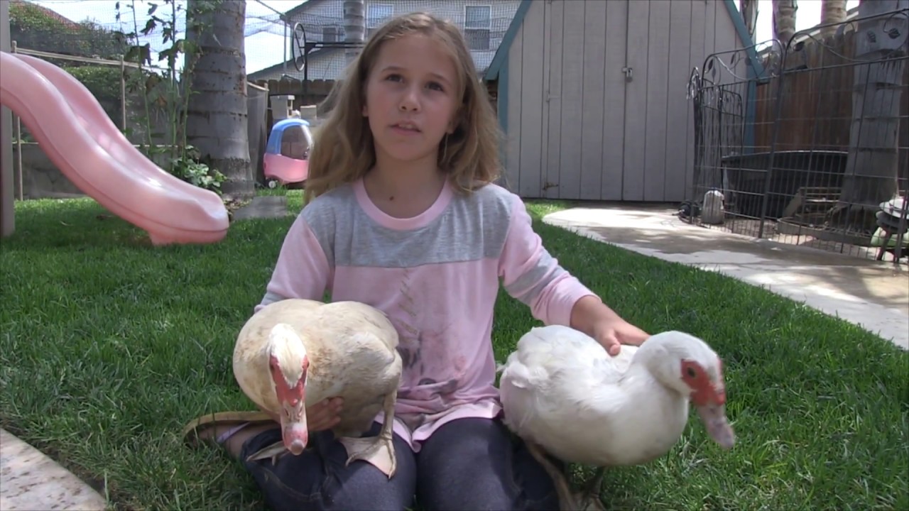 The most AMAZING cute Muscovy Duck information video on YOUTUBE ...